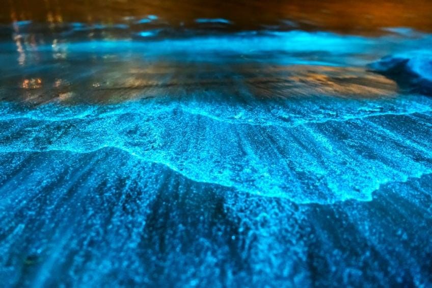 Puerto Rico Bioluminescent Bay Guide | January 2024