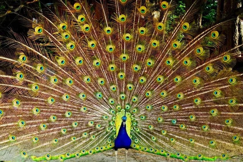 Aruba Visitors Guide | August 2024