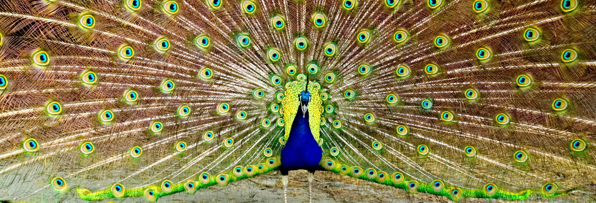 Aruba Visitors Guide | August 2024