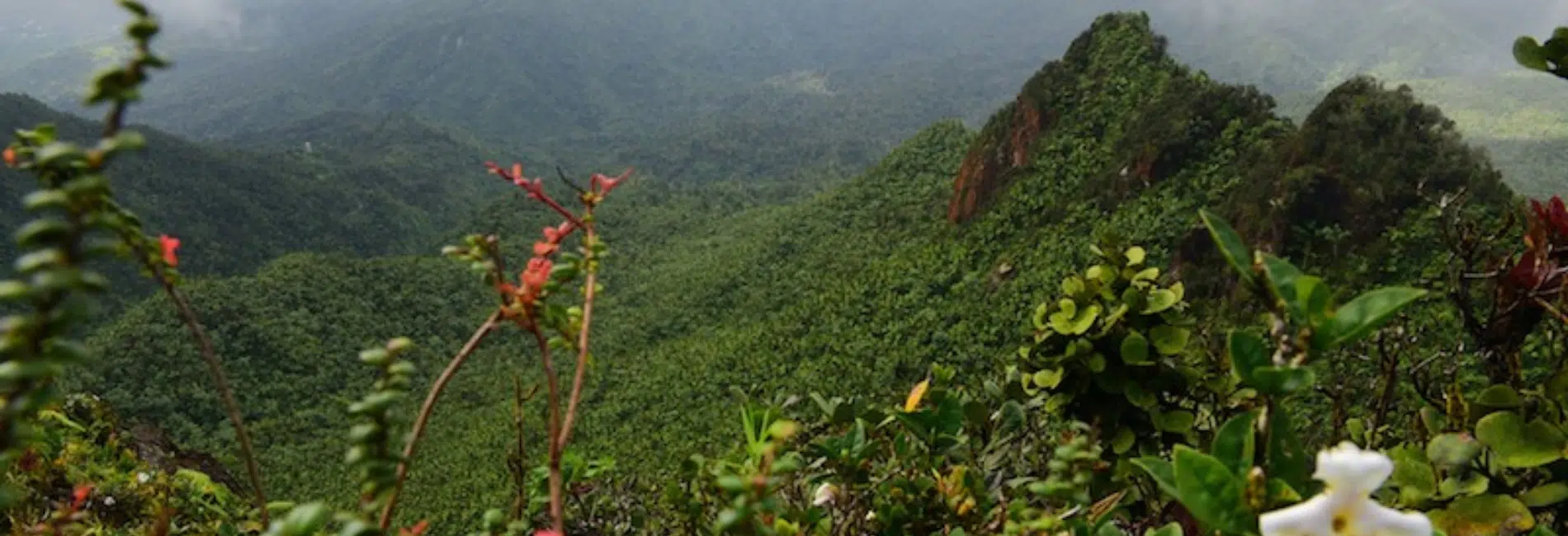 El Yunque National Forest Guide (Updated May 2026)