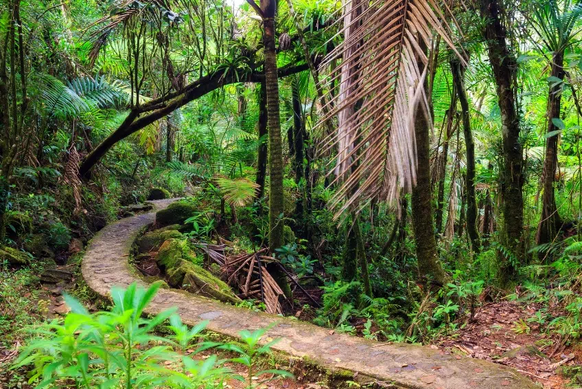 El Yunque National Forest Guide (Updated May 2026)