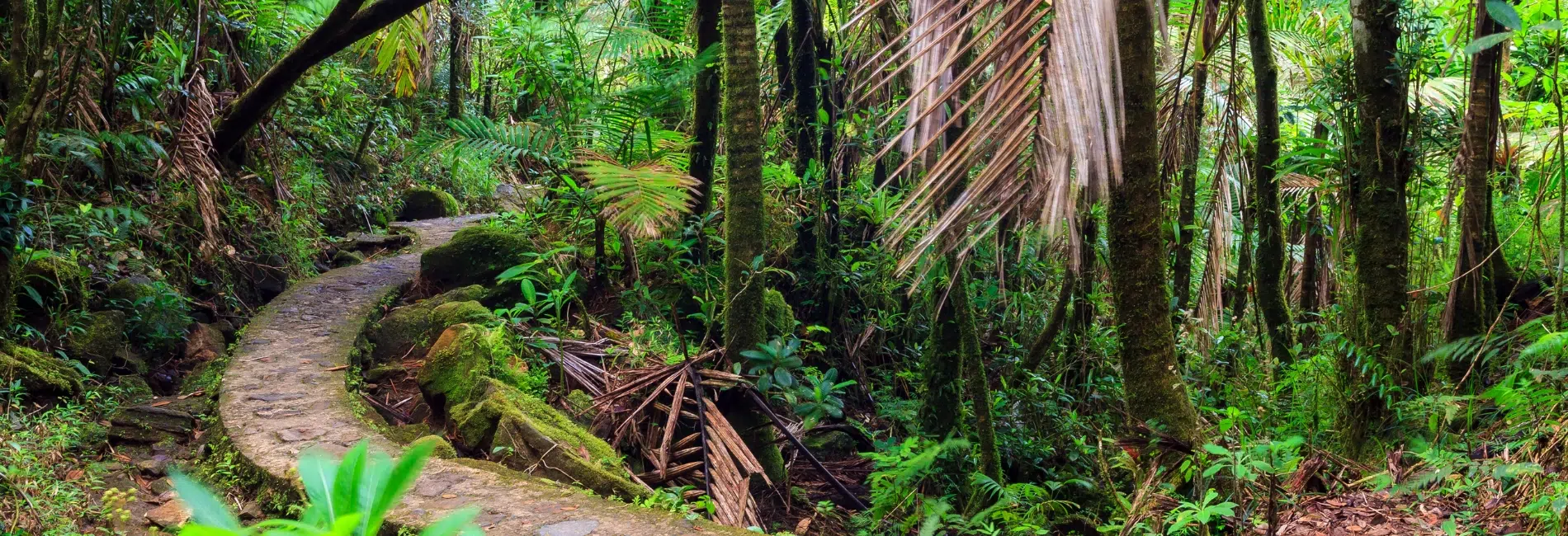 El Yunque National Forest Guide (Updated May 2026)