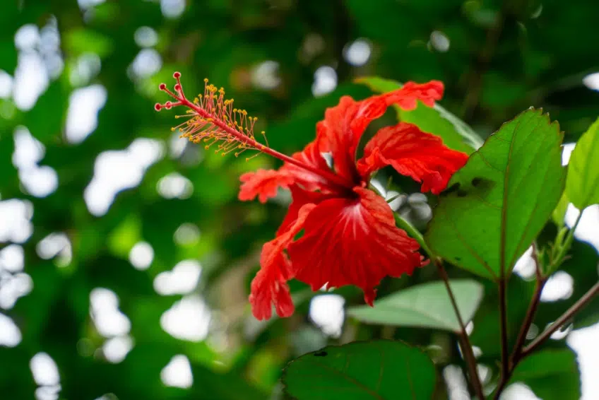 El Yunque National Forest Guide (Updated May 2026)