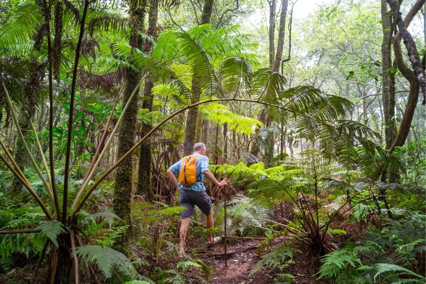 El Yunque National Forest Guide (Updated October 2025)