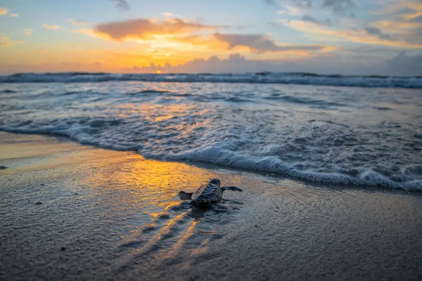 Best Time to Visit The Bahamas: A Monthly Guide | Island Life Caribbean